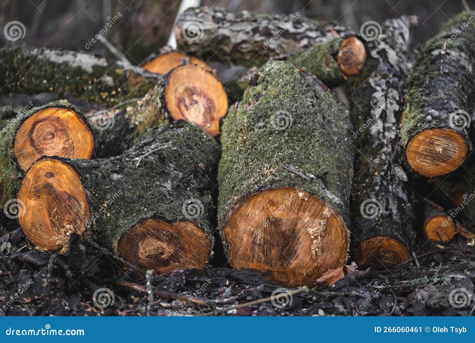 Many Cut Trees in the Forest for Firewood Stock Image - Image of heap ...