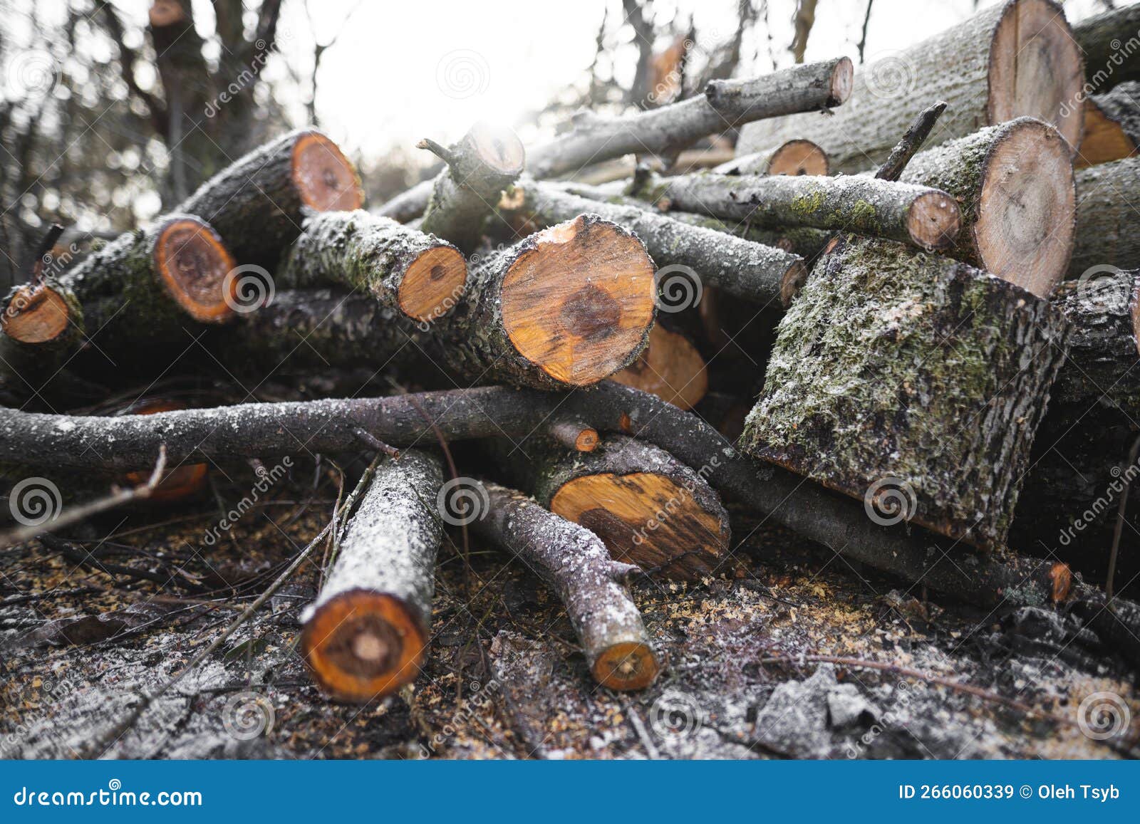 Many Cut Trees in the Forest for Firewood Stock Image - Image of sawn ...