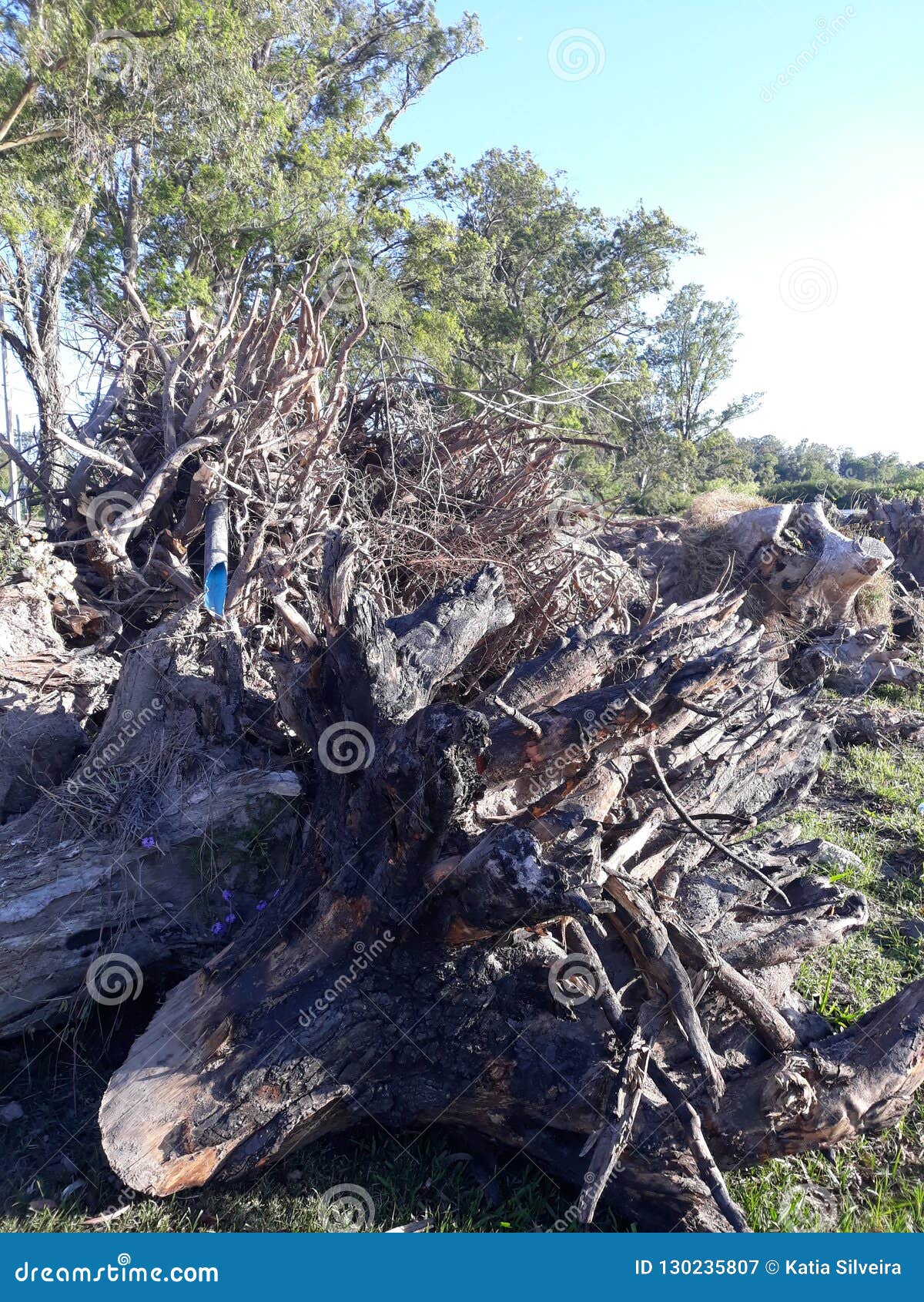 Devastated nature stock image. Image of nature, ground - 130235807