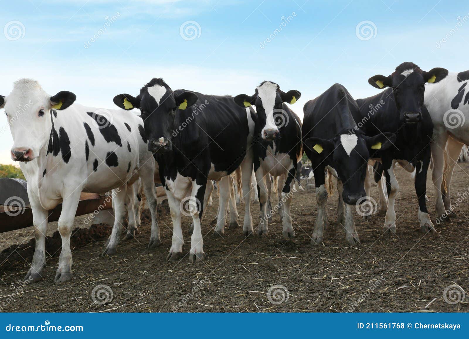 Many Cute Cows on Farm. Animal Husbandry Stock Photo - Image of ...