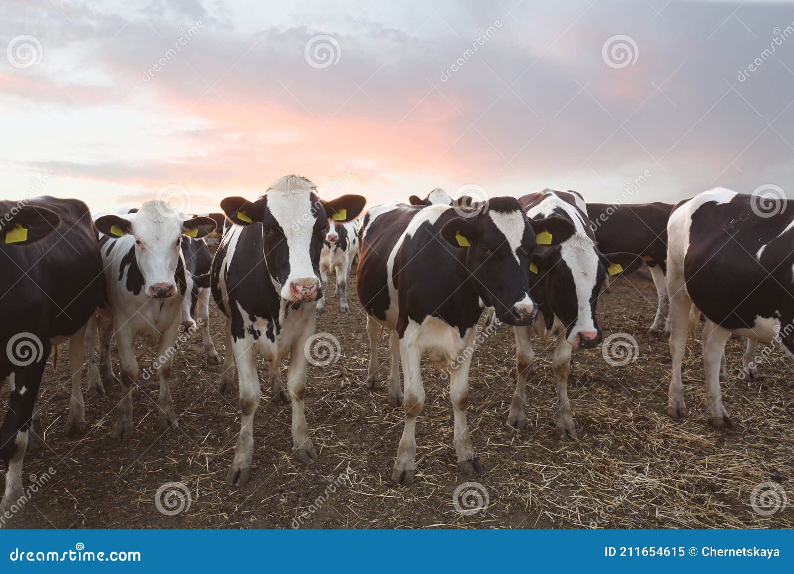 Many Cute Cows on Farm. Animal Husbandry Stock Image - Image of ...
