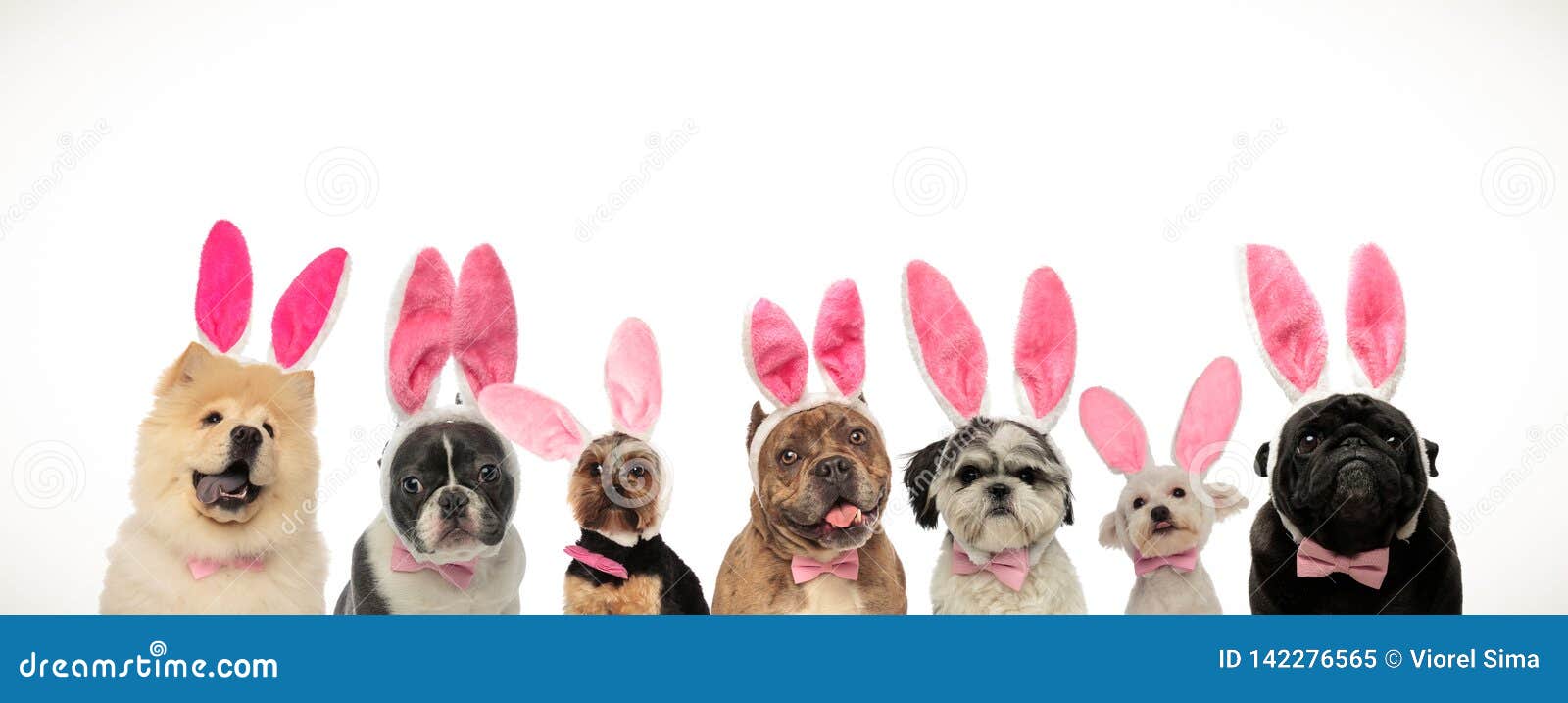 Many Cute Easter Dogs Wearing Pink Rabbit Ears Stock Image - Image of ...