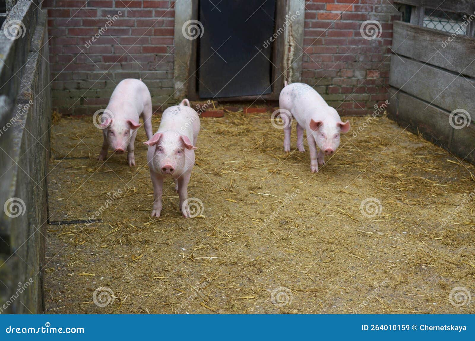 Many Cute Pigs in Paddock at Farm Stock Image - Image of nature, dirty ...