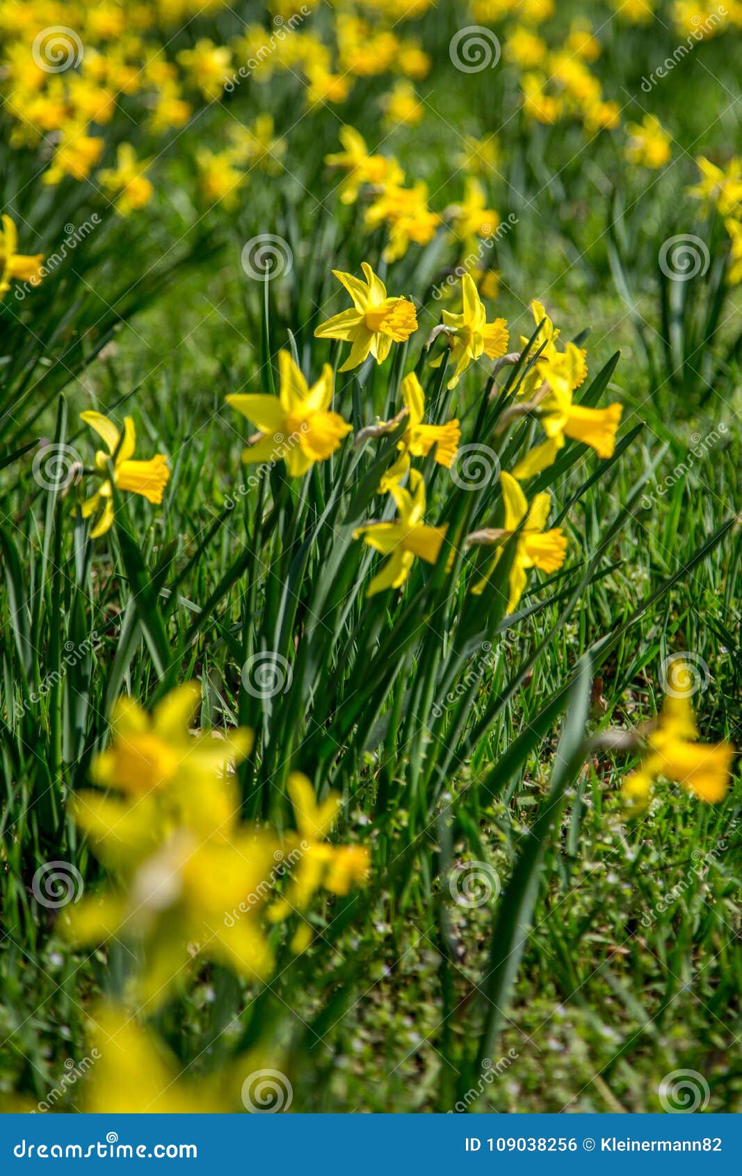 Many Daffodils on a Meadow in a Park Stock Photo - Image of ...