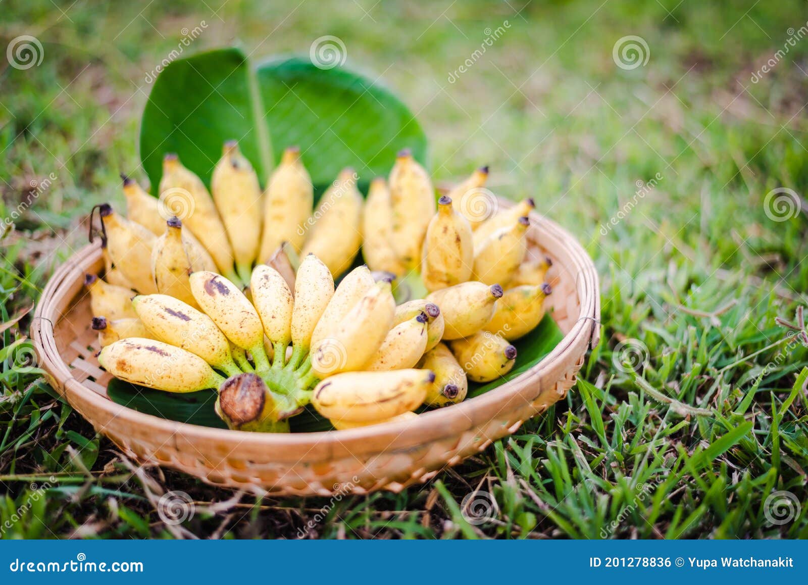 Many Dainty Banana Stacked in the Basket Stock Photo - Image of plant ...