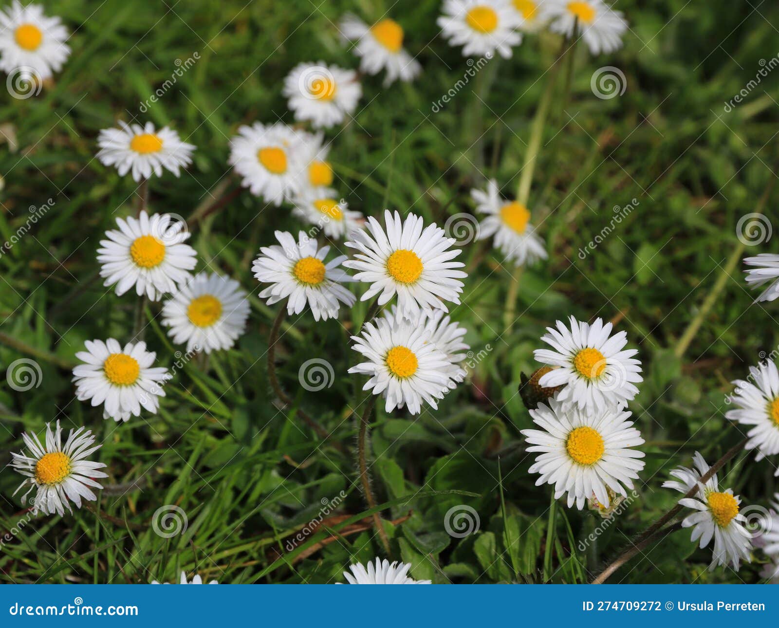 Many Daisy Growing on a Green Meadow Stock Photo - Image of field ...