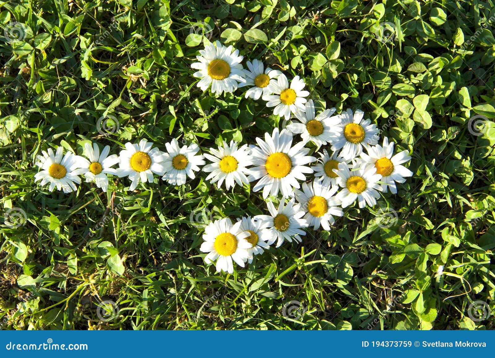 Many Daisy Laid Out in the Shape of an Arrow Indicating the Direction ...