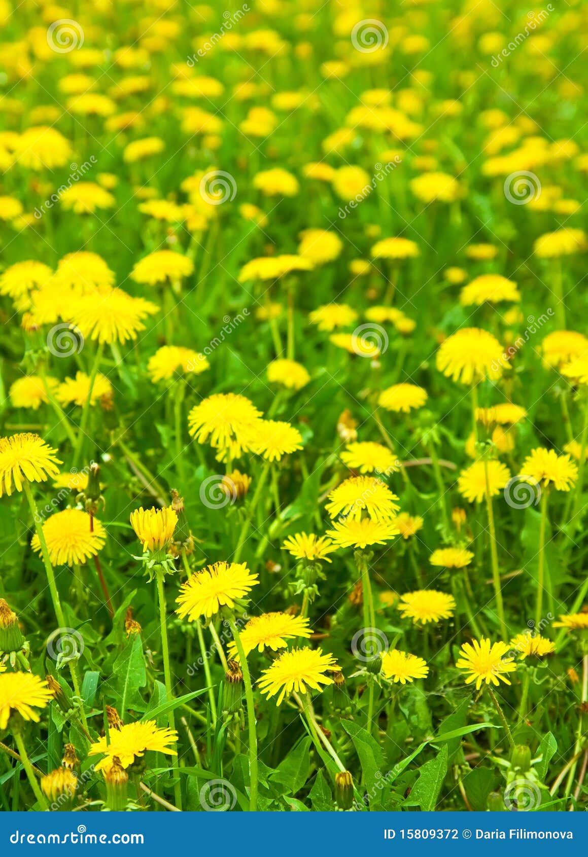Many dandelion flowers stock photo. Image of blossom - 15809372