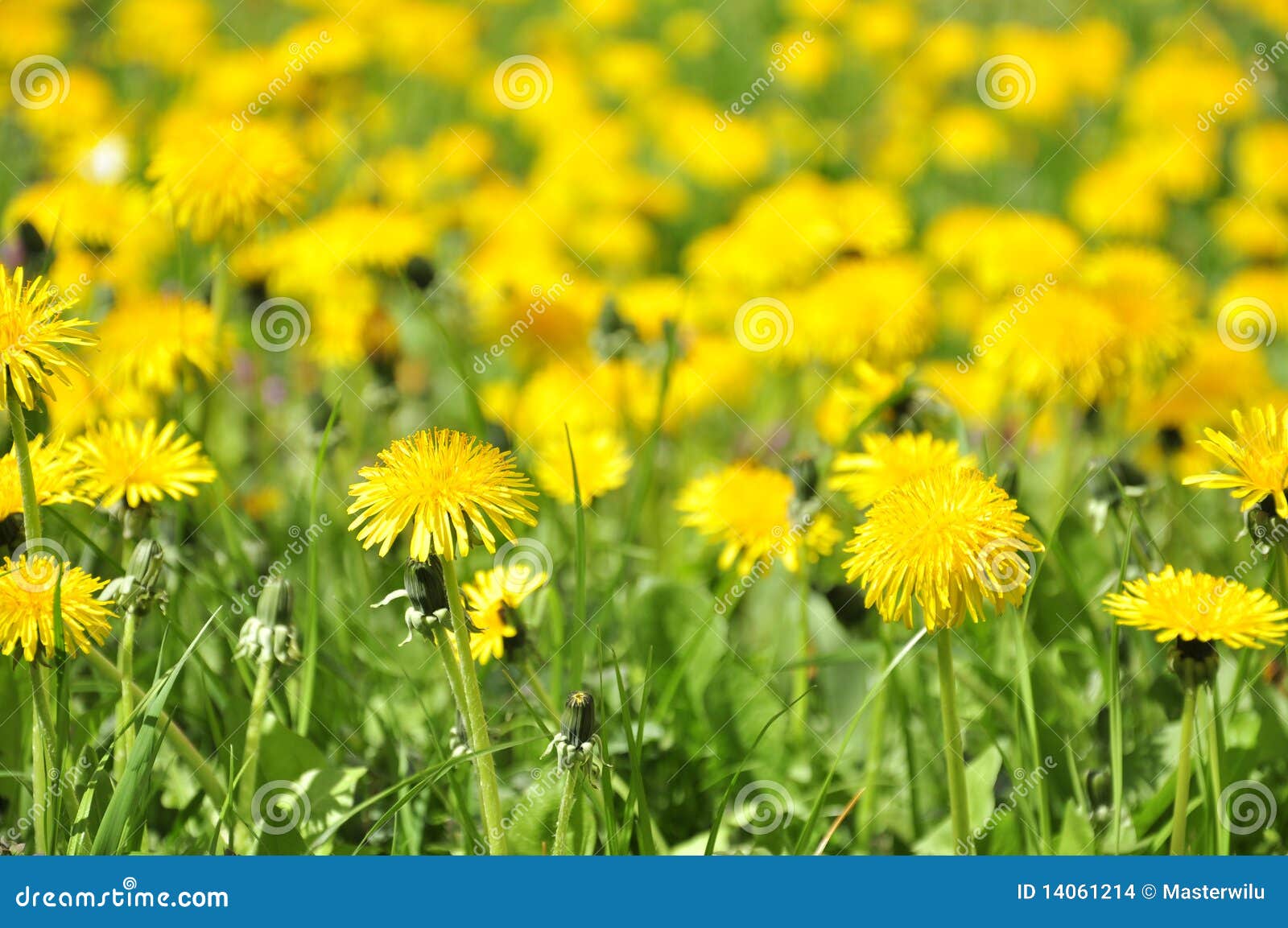 Many dandelions stock photo. Image of nature, blossom - 14061214