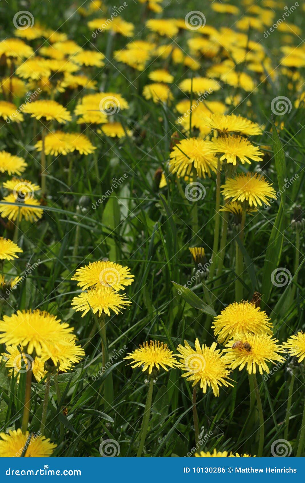 Many Dandelions, Taraxacum stock photo. Image of field - 10130286