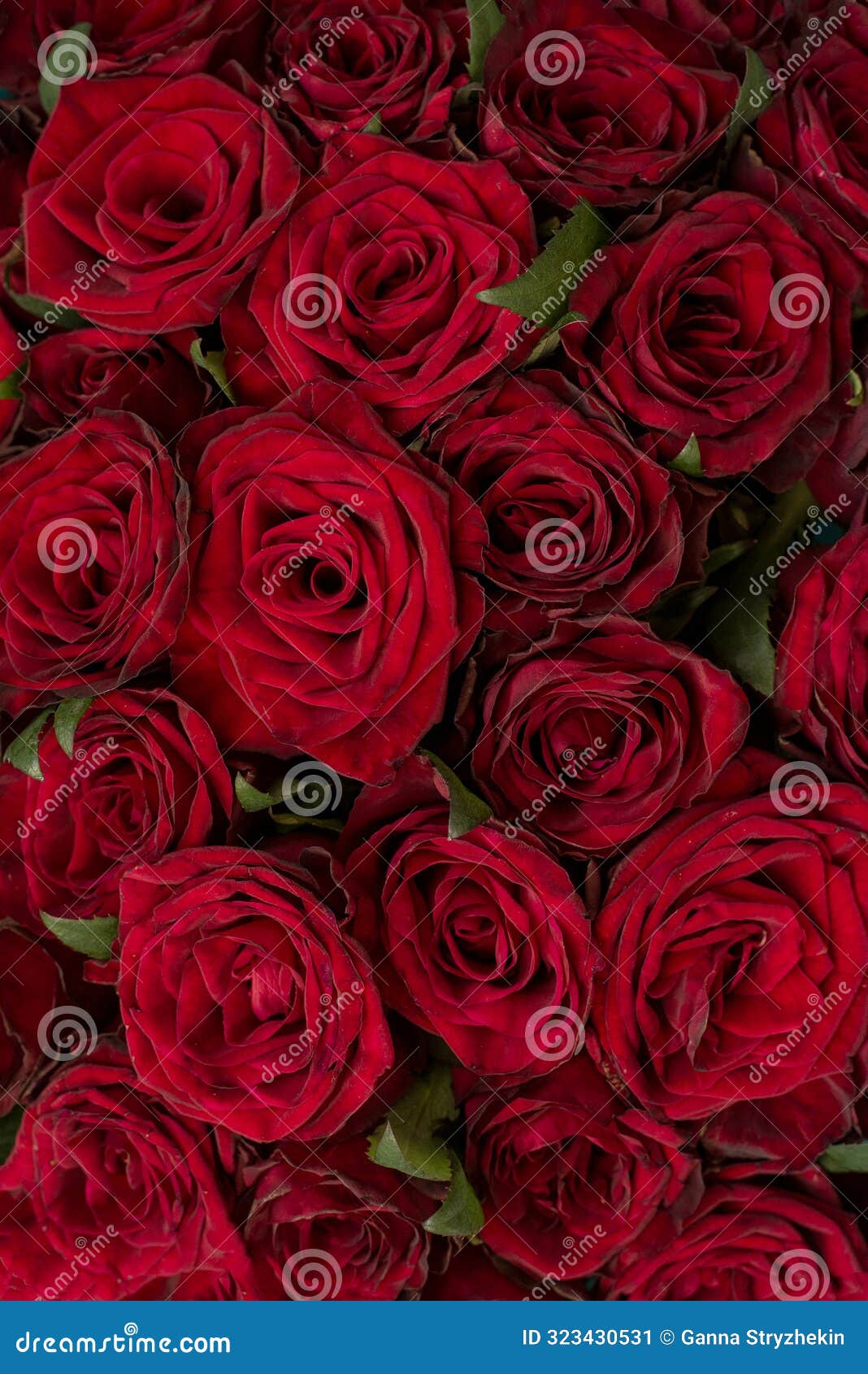 Many Dark Red are a Top View. Stock Image - Image of garden ...