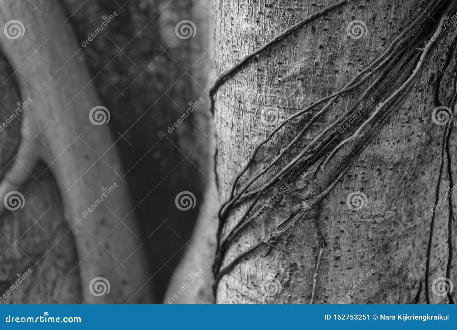 Many Dark Roots is on Around the Tree with Blur Plant Background Stock ...