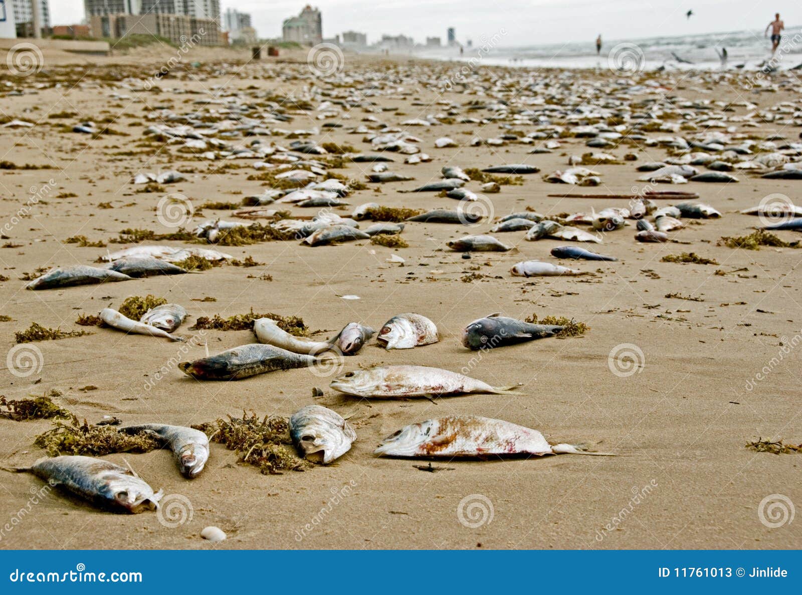 Many dead fishes on beach stock image. Image of dinoflagellate - 11761013