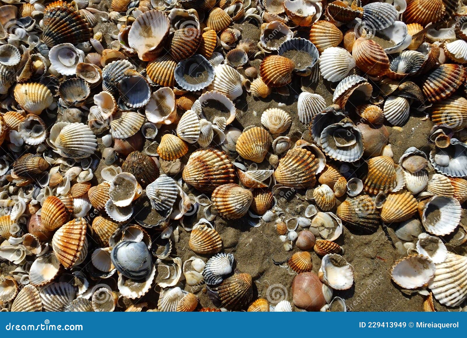 Many Dead Marine Mollusk Shells on the Beach Sand Stock Image - Image ...