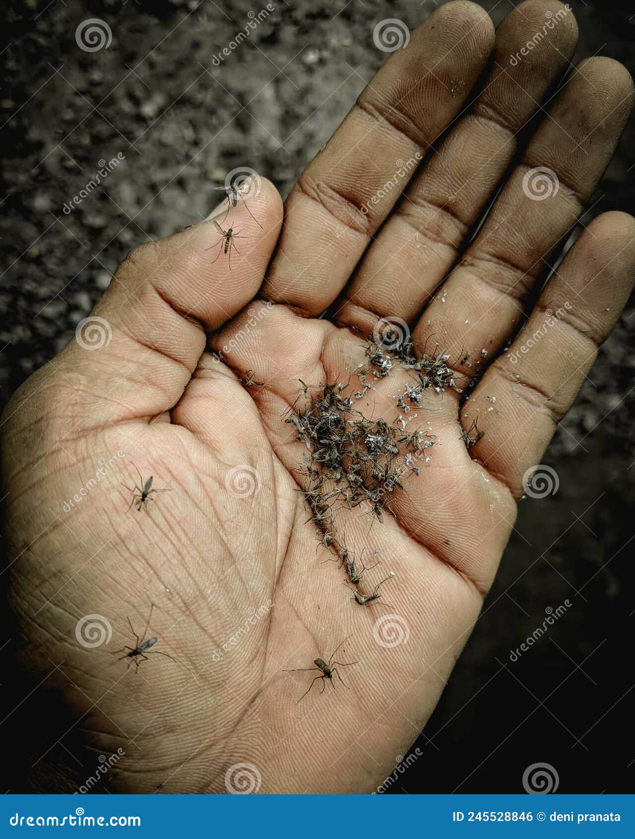 Many Dead Mosquitoes Stock Photos - Free & Royalty-Free Stock Photos ...