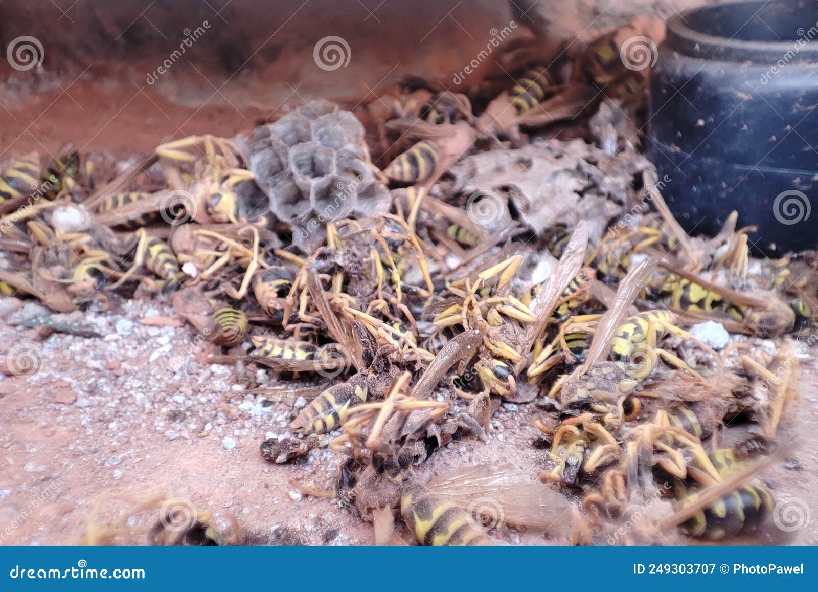 Many Dead Wasp. Killed Animal in Nature. Dead Insect. Pesticide ...