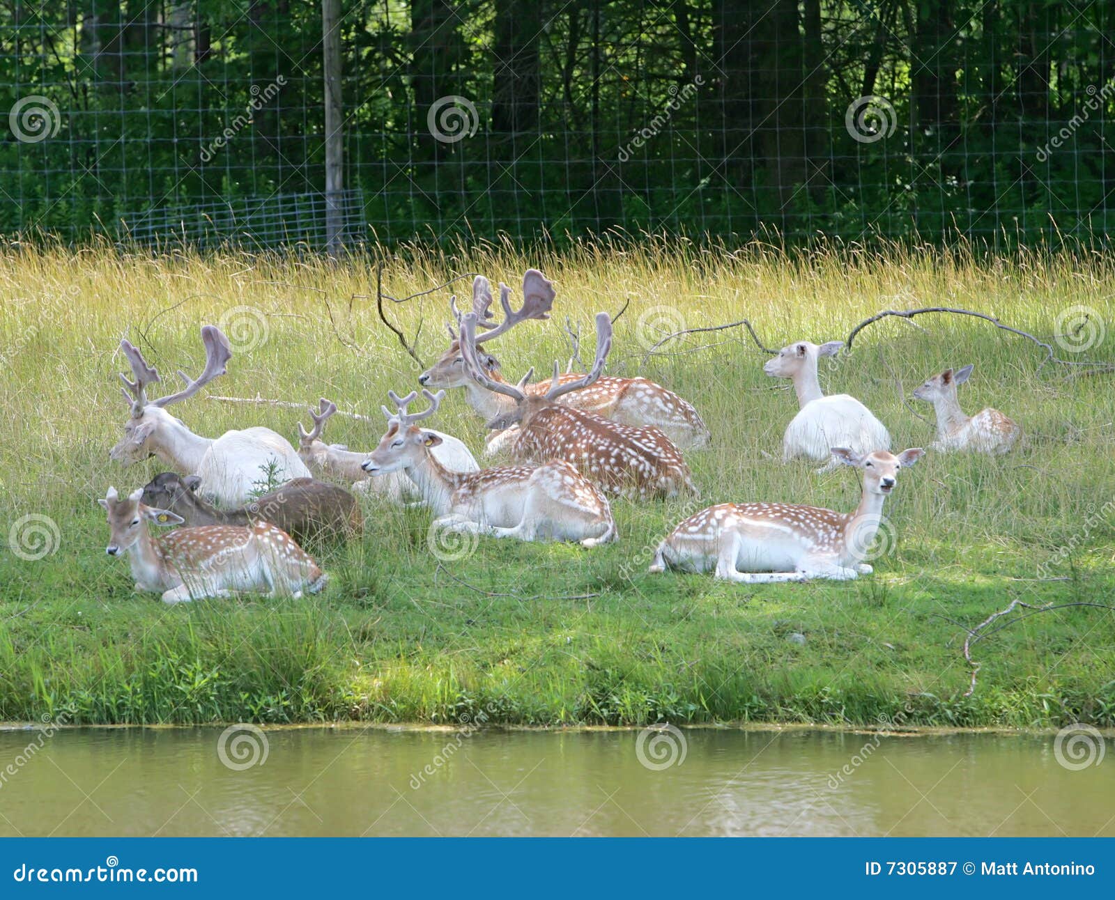 Many deer in a field stock image. Image of meadow, antler - 7305887