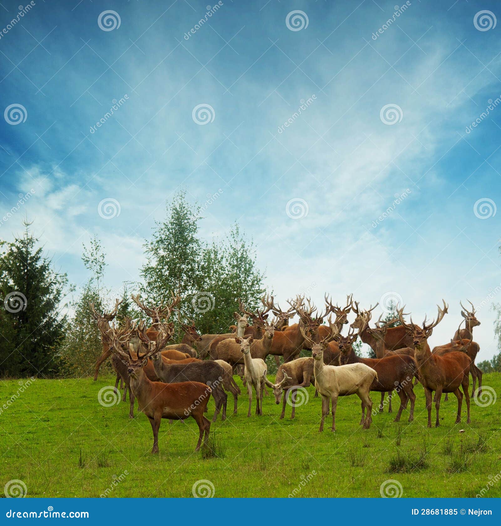 Many deers in wildlife stock image. Image of bevy, buck - 28681885