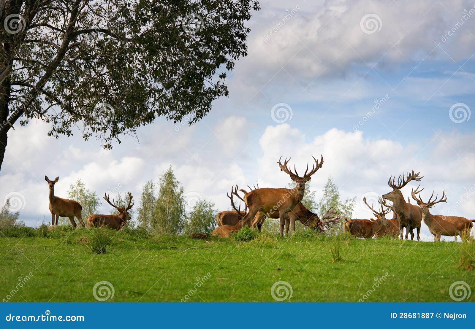 Many deers in wildlife stock image. Image of alert, depasture - 28681887