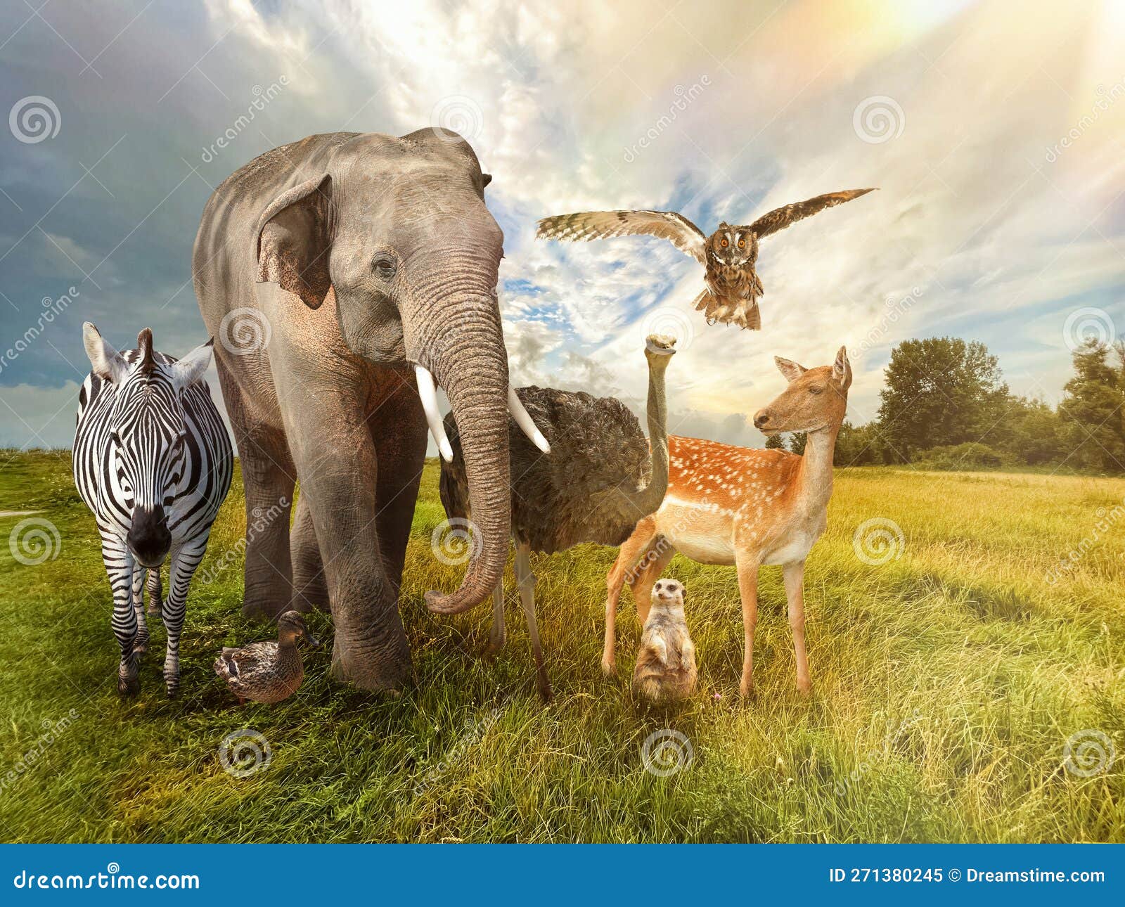 Many Different Animals on Green Grass Under Cloudy Sky Stock Image ...