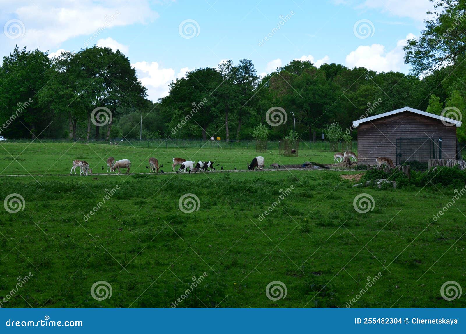Many Different Animals at Zoo in Spring Stock Photo - Image of outdoors ...