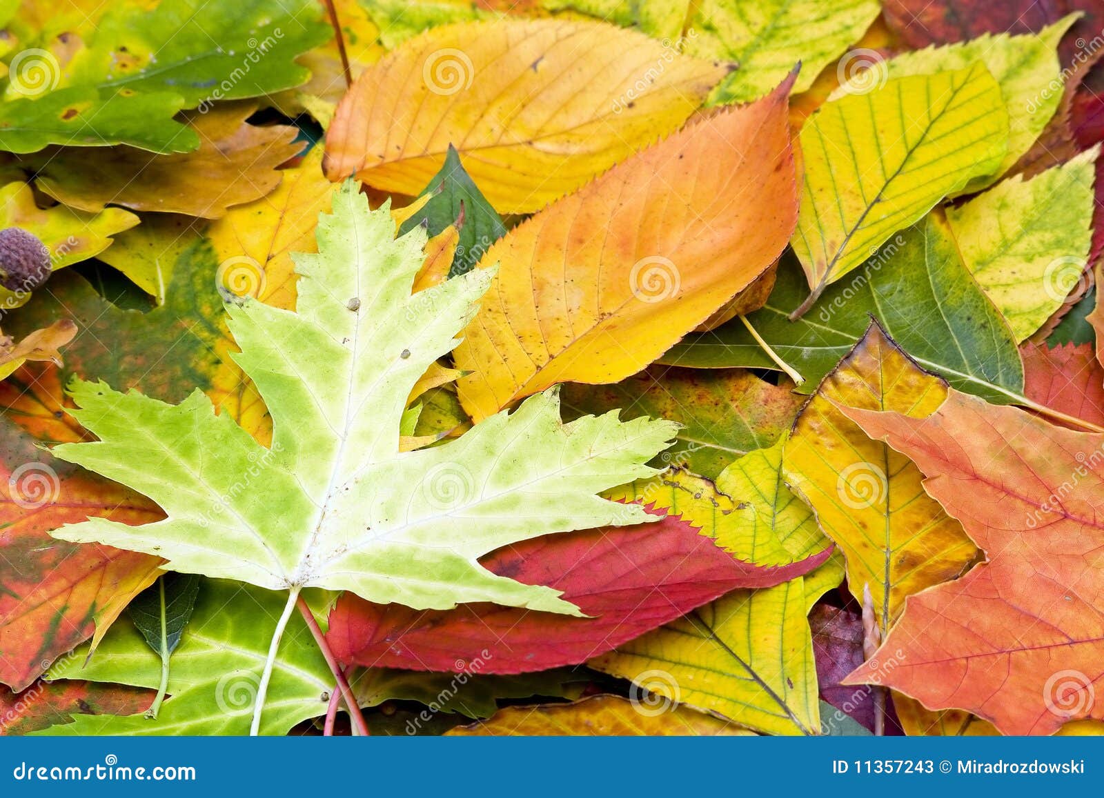 Many Different Autumn Leaves Stock Image - Image of park, bottom: 11357243