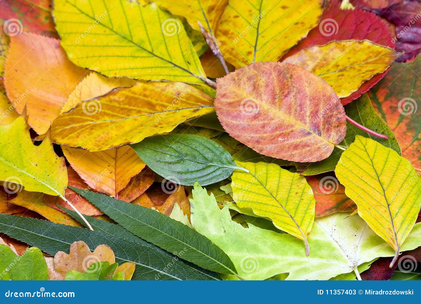Many Different Autumn Leaves Stock Image - Image of foliage, bright ...