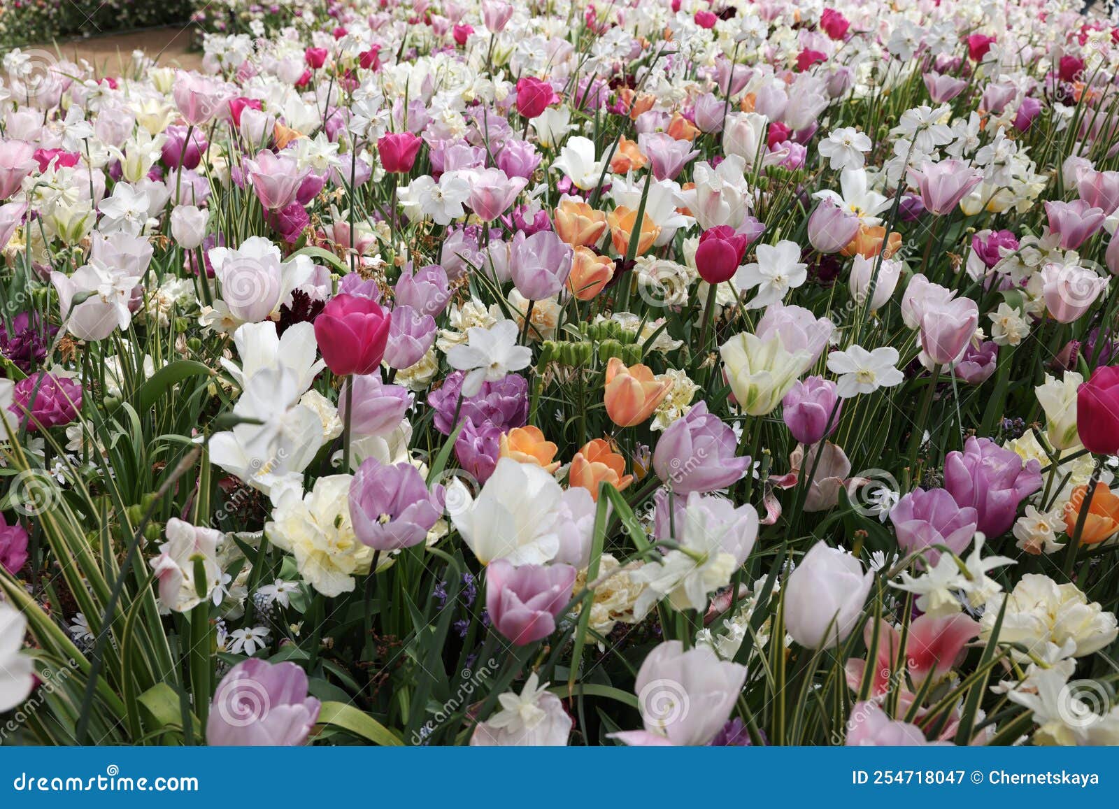 Many Different Beautiful Flowers. Spring Season Stock Image - Image of ...