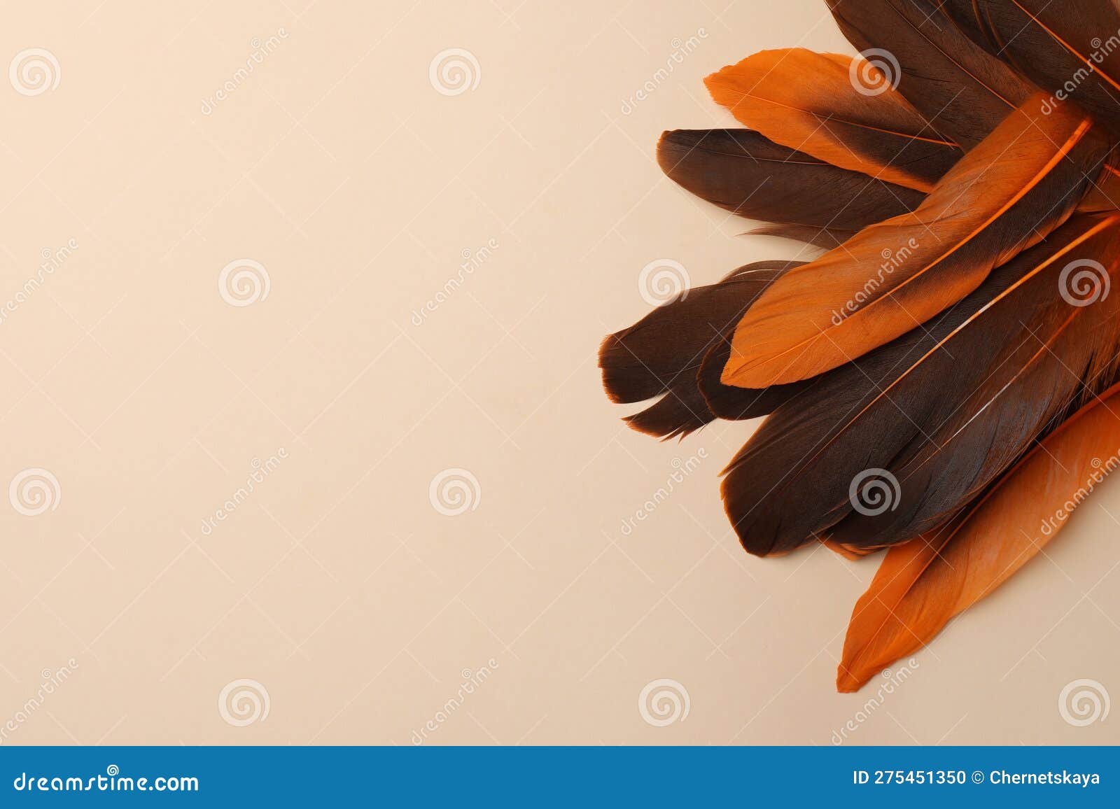 Many Different Bird Feathers on Beige Background, Flat Lay. Space for ...