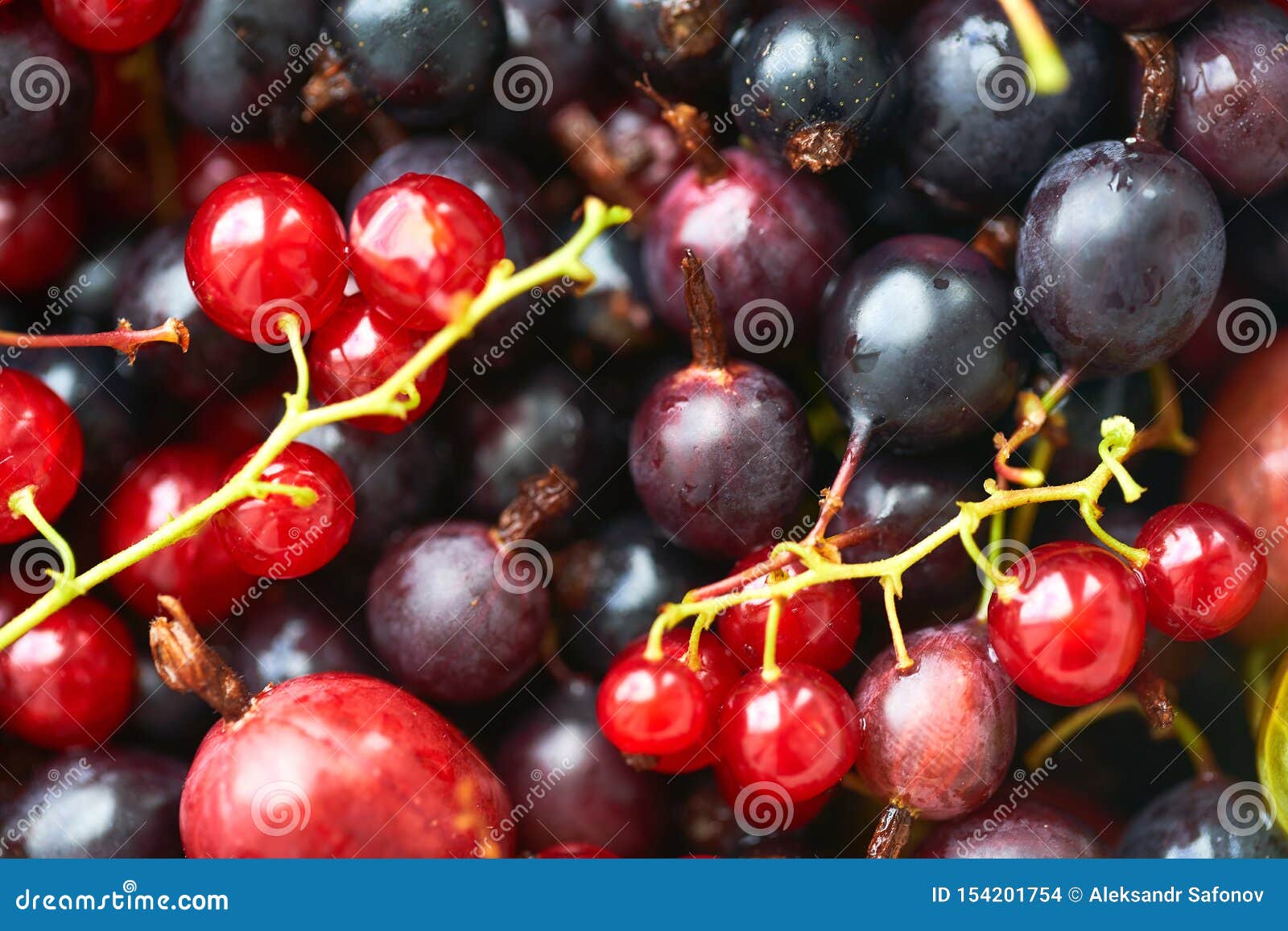 Many Different Bright Berries. Summer Harvest of Fresh Berries Stock ...