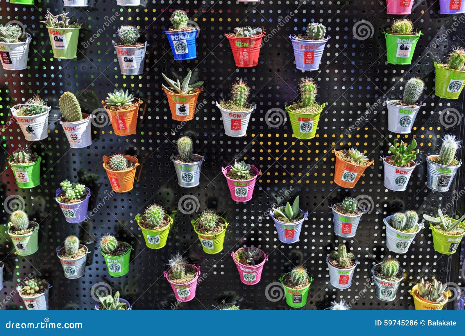 Many Different Cacti in Little Pots. Spain, Barcelona. Editorial Photo ...