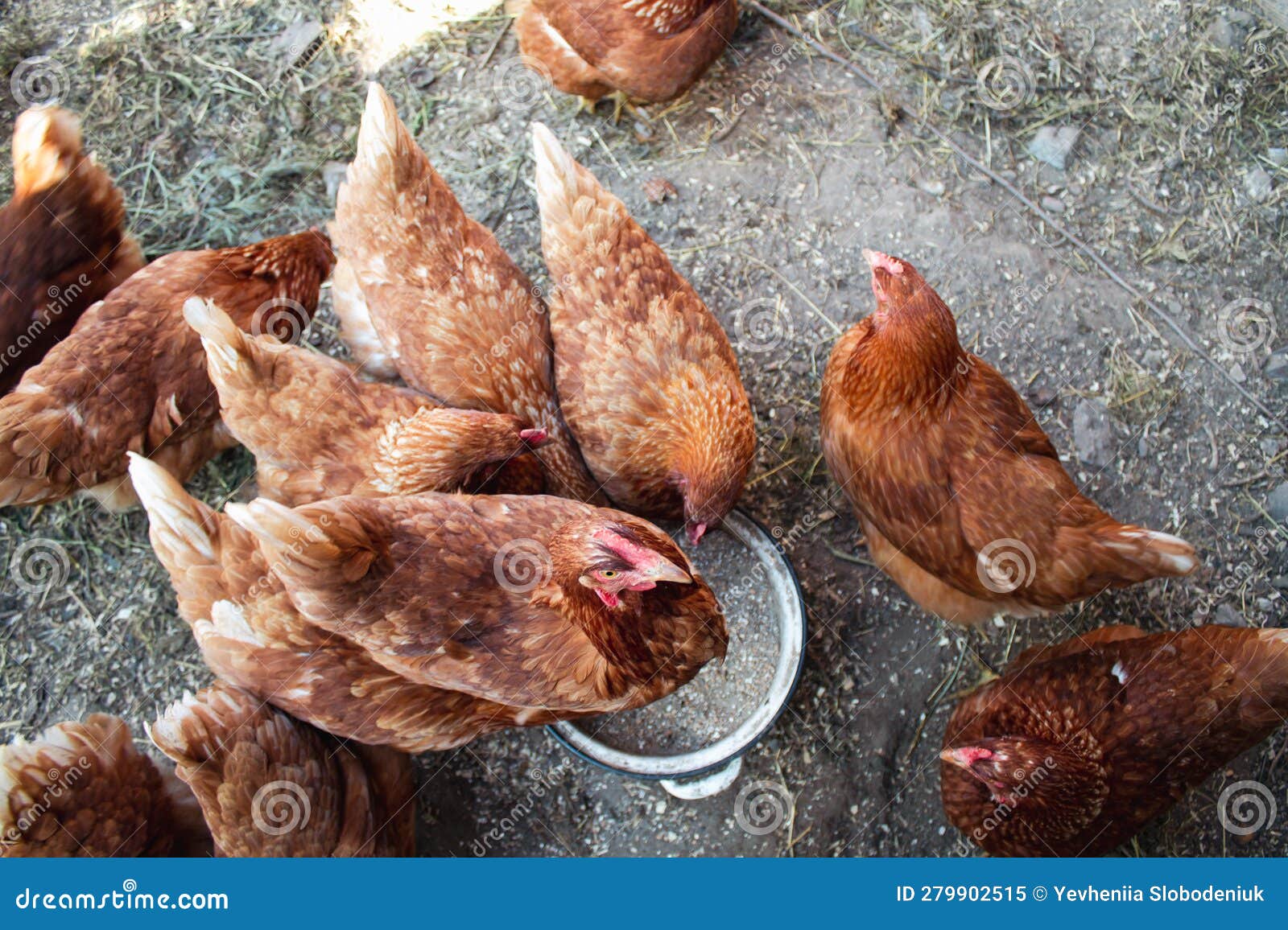 Many Different Chickens in the Fence at the Farm Stock Image - Image of ...