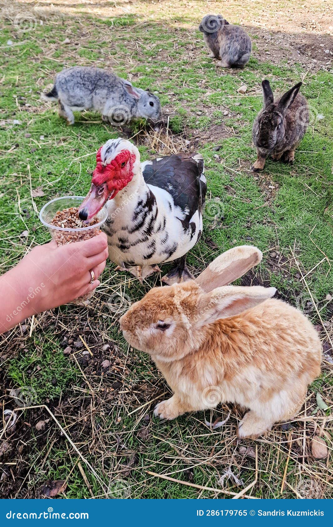 Many Different Color Rabbits and Ducks in Garden Stock Image - Image of ...
