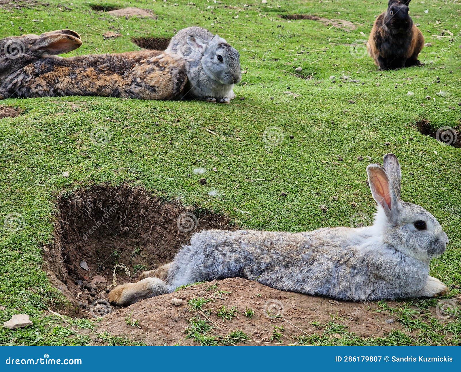 Many Different Color Rabbits in Garden Stock Image - Image of green ...