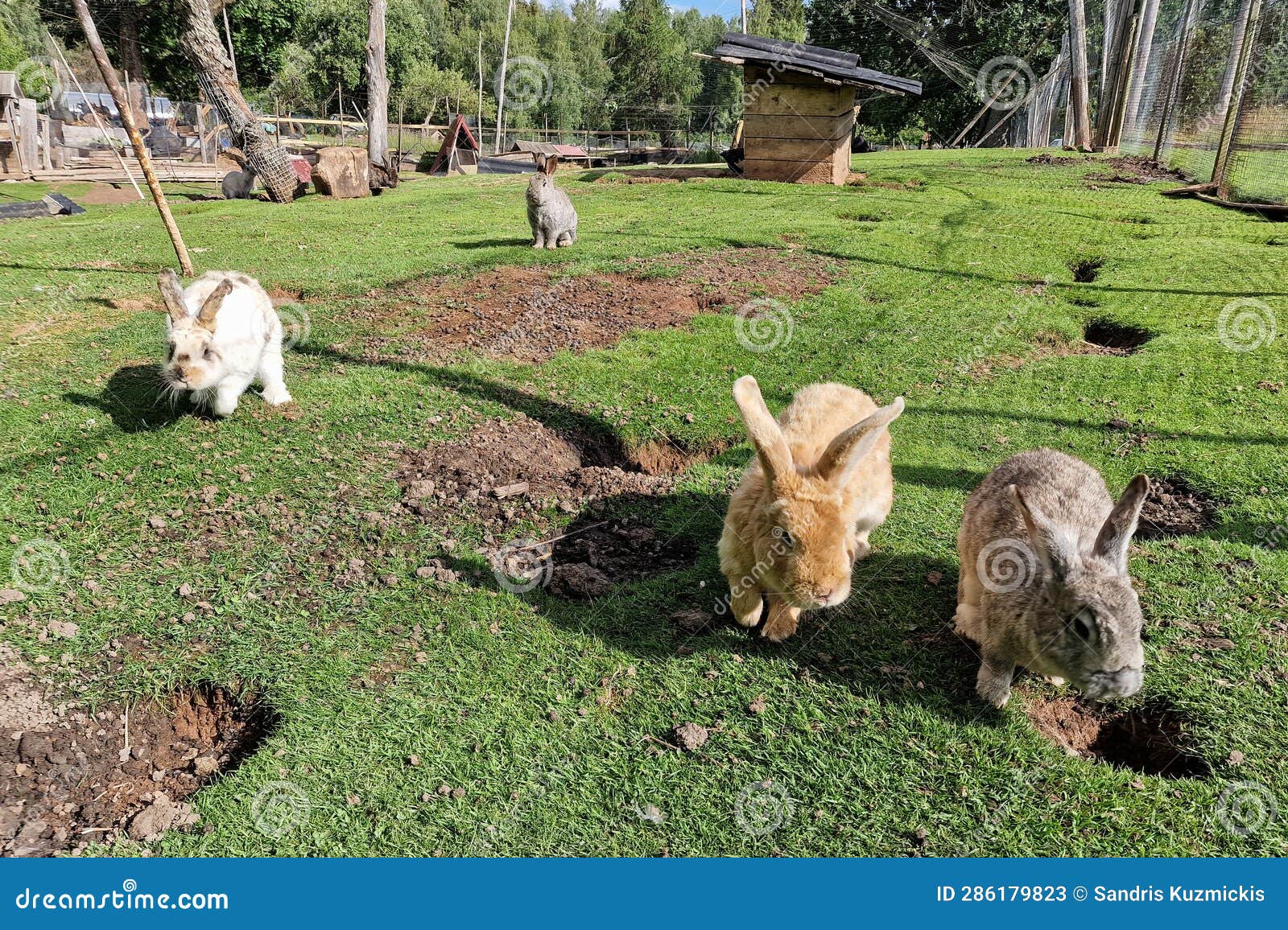 Many Different Color Rabbits in Garden Stock Image - Image of color ...