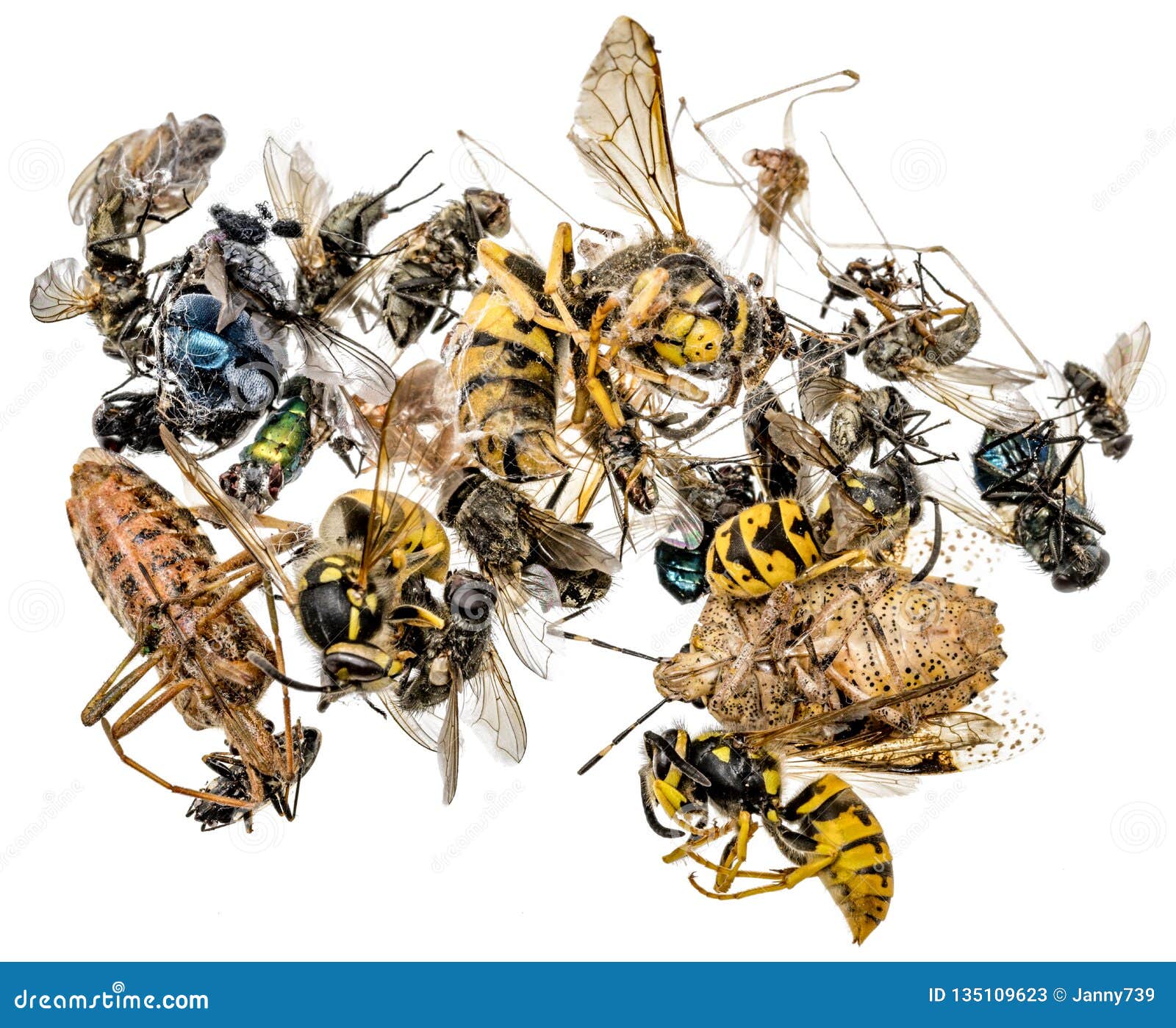 Many Different Colorful Dead Insects are in One Pile. Stock Image ...