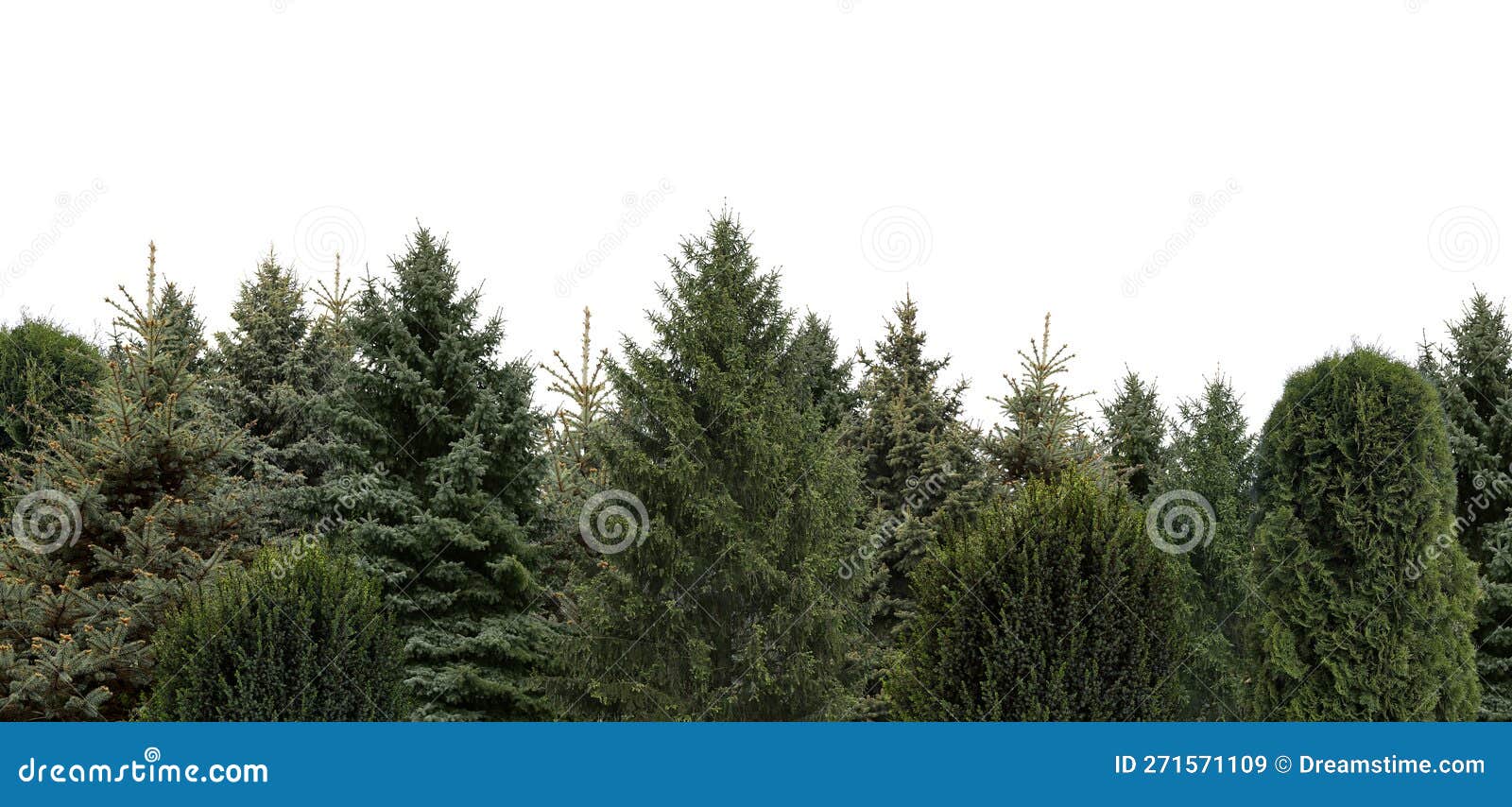 Many Different Coniferous Trees on White Background Stock Image - Image ...