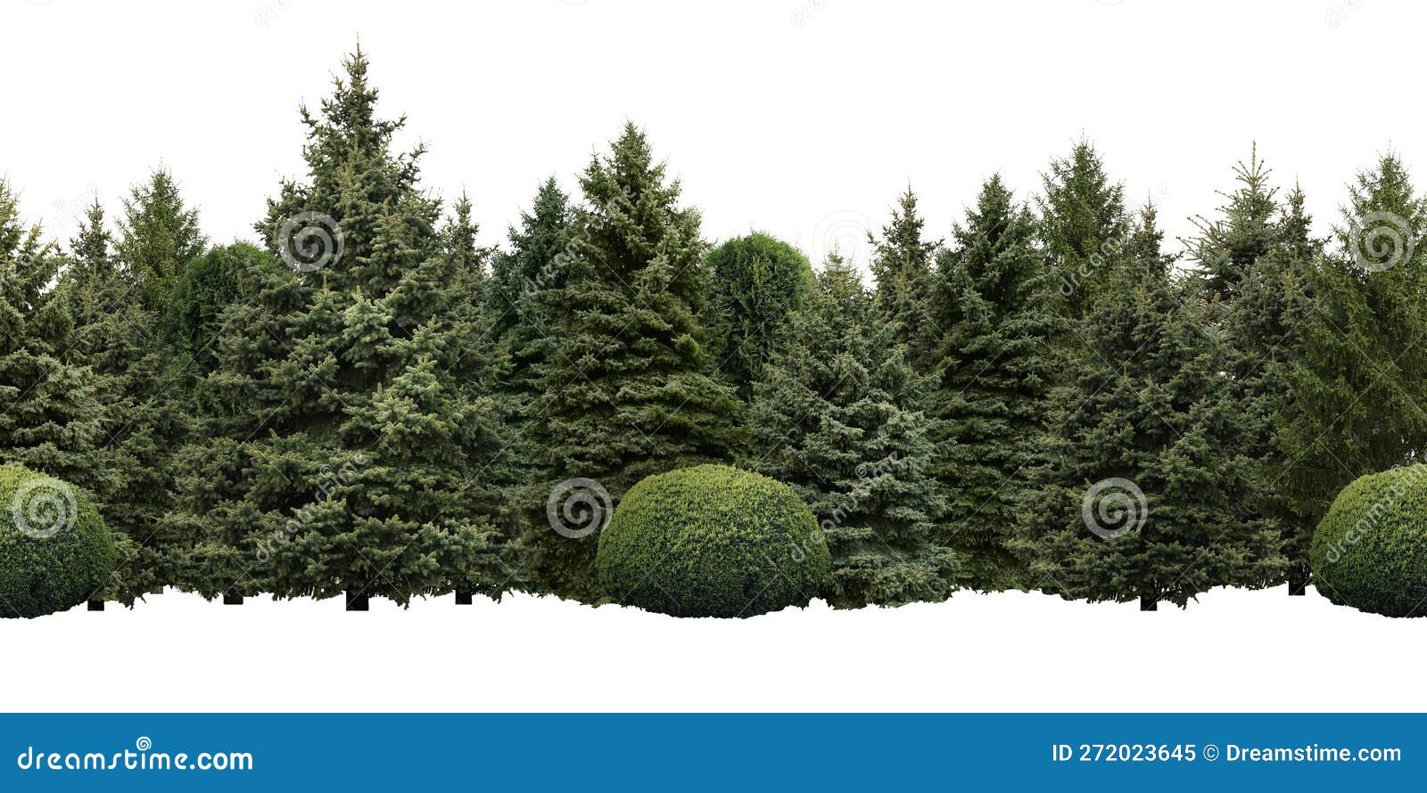 Many Different Coniferous Trees on White Background Stock Image - Image ...