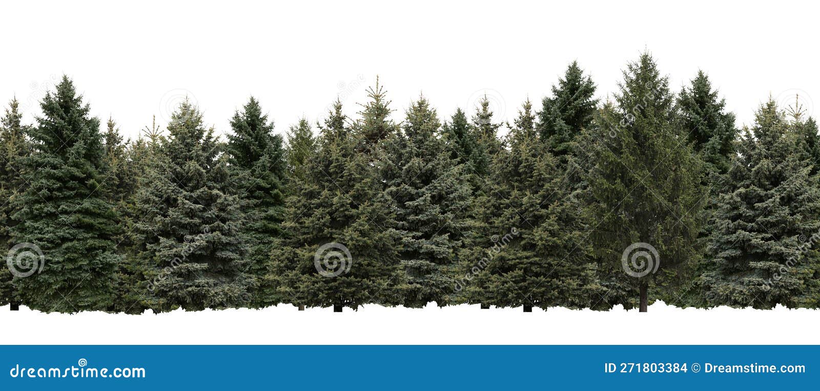 Many Different Coniferous Trees on White Background Stock Photo - Image ...