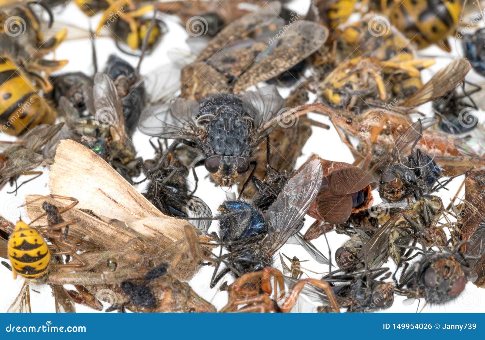 Many Different Dead Insects are in One Pile. Isolated on White Stock ...