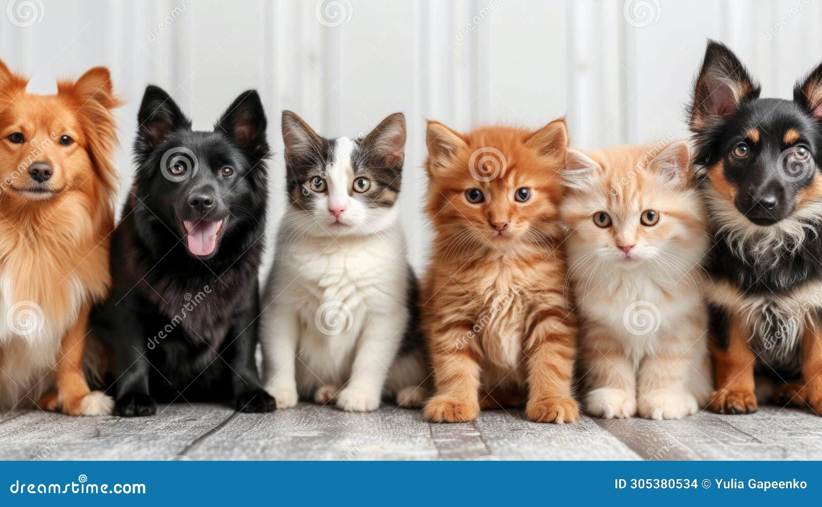 Many Different Dogs and Cats Sit in a Row and Look at the Camera Stock ...