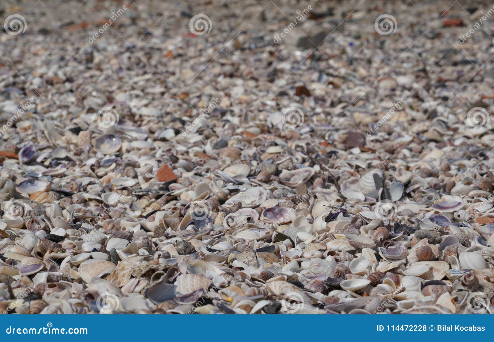 Many Different Empty Sea Shells in Marmara Sea Stock Photo - Image of ...