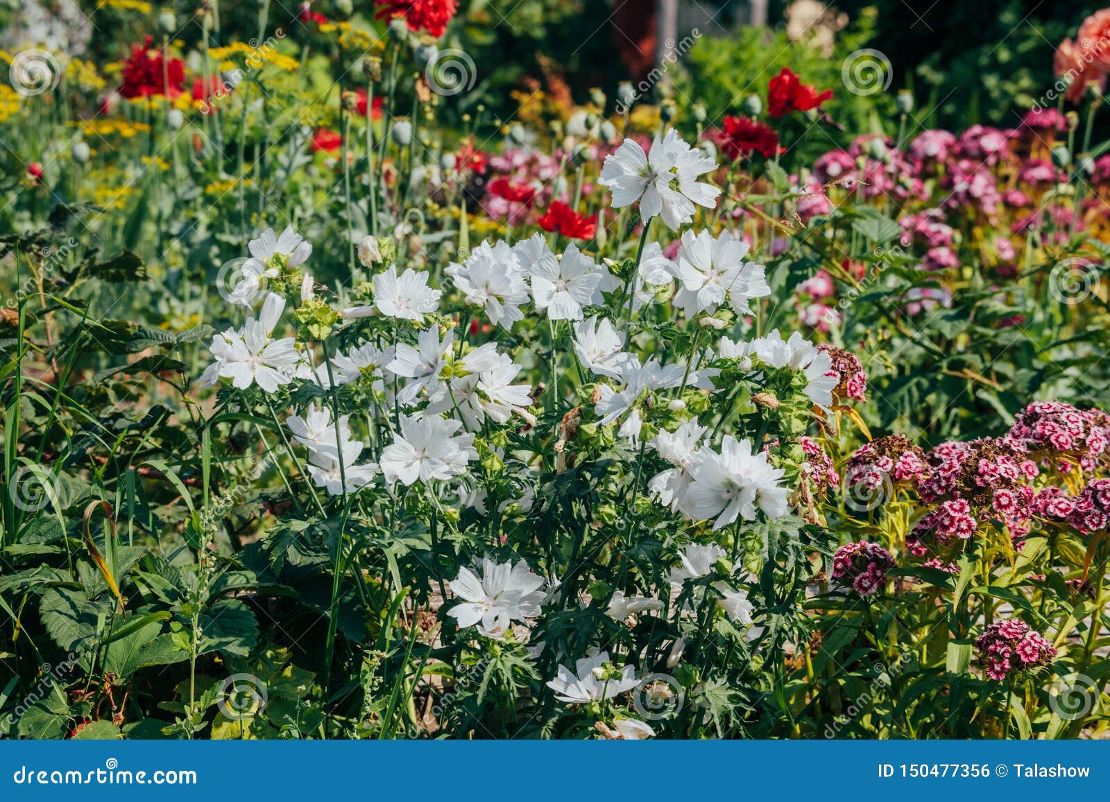 Many Different Flower Buds in the Summer in the Courtyard Stock Photo ...