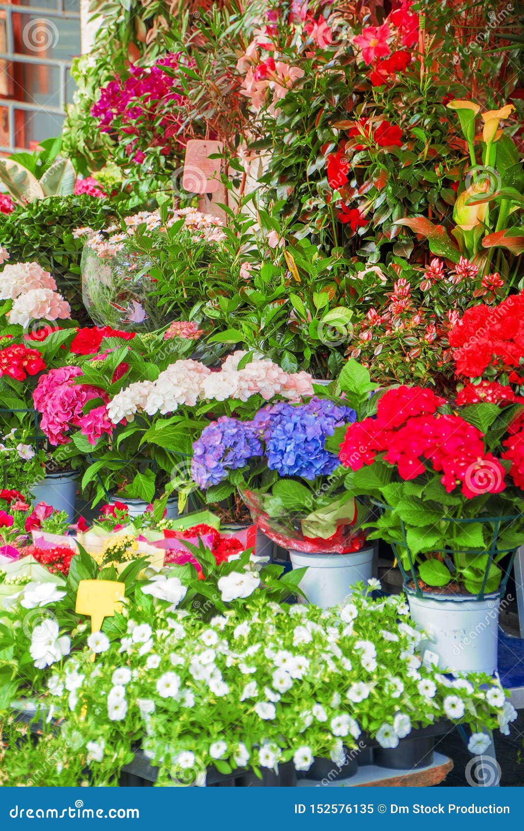 Many Different Flowers in the Flower Shop. Stock Image - Image of ...