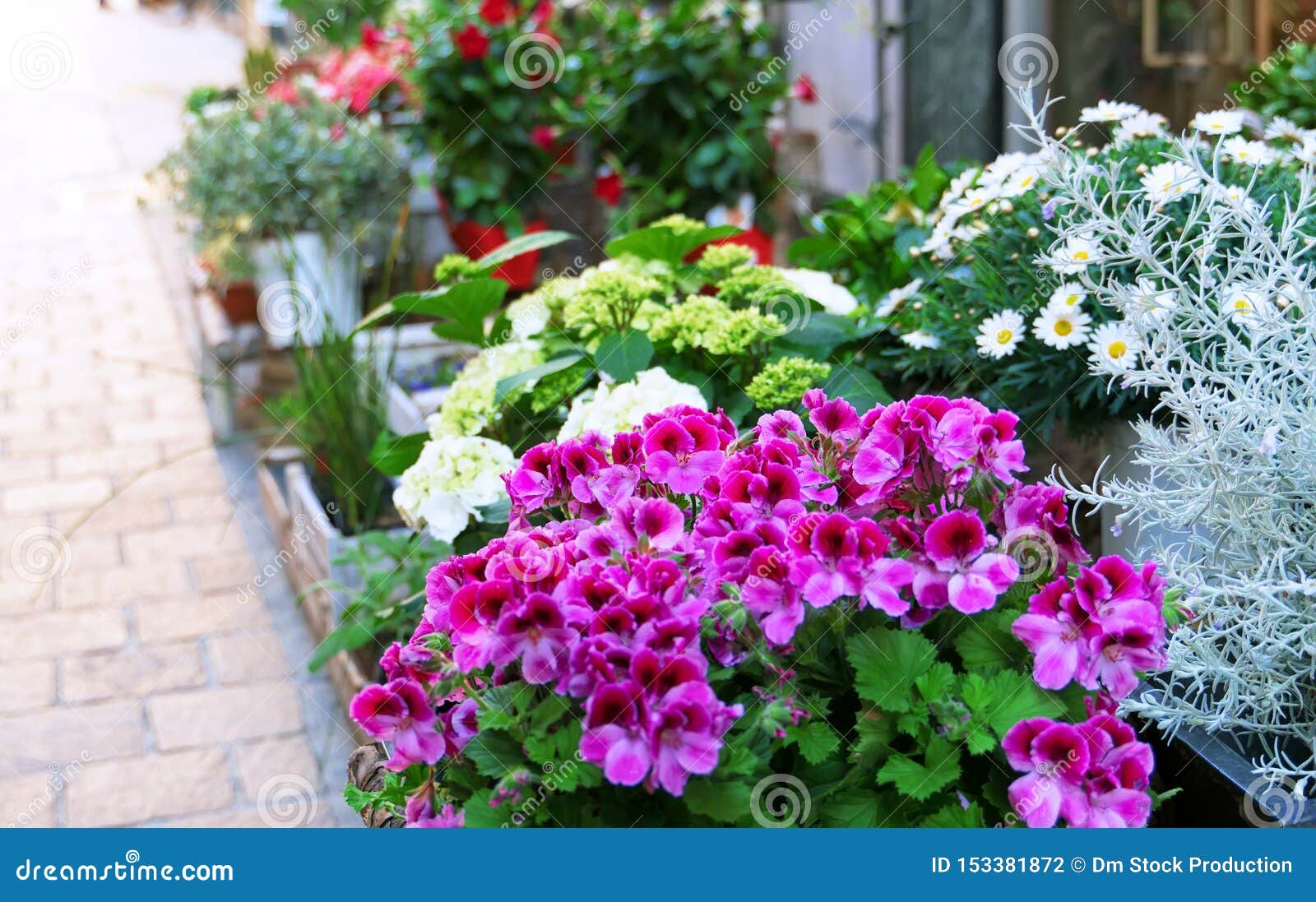 Many different flowers stock photo. Image of decoration - 153381872