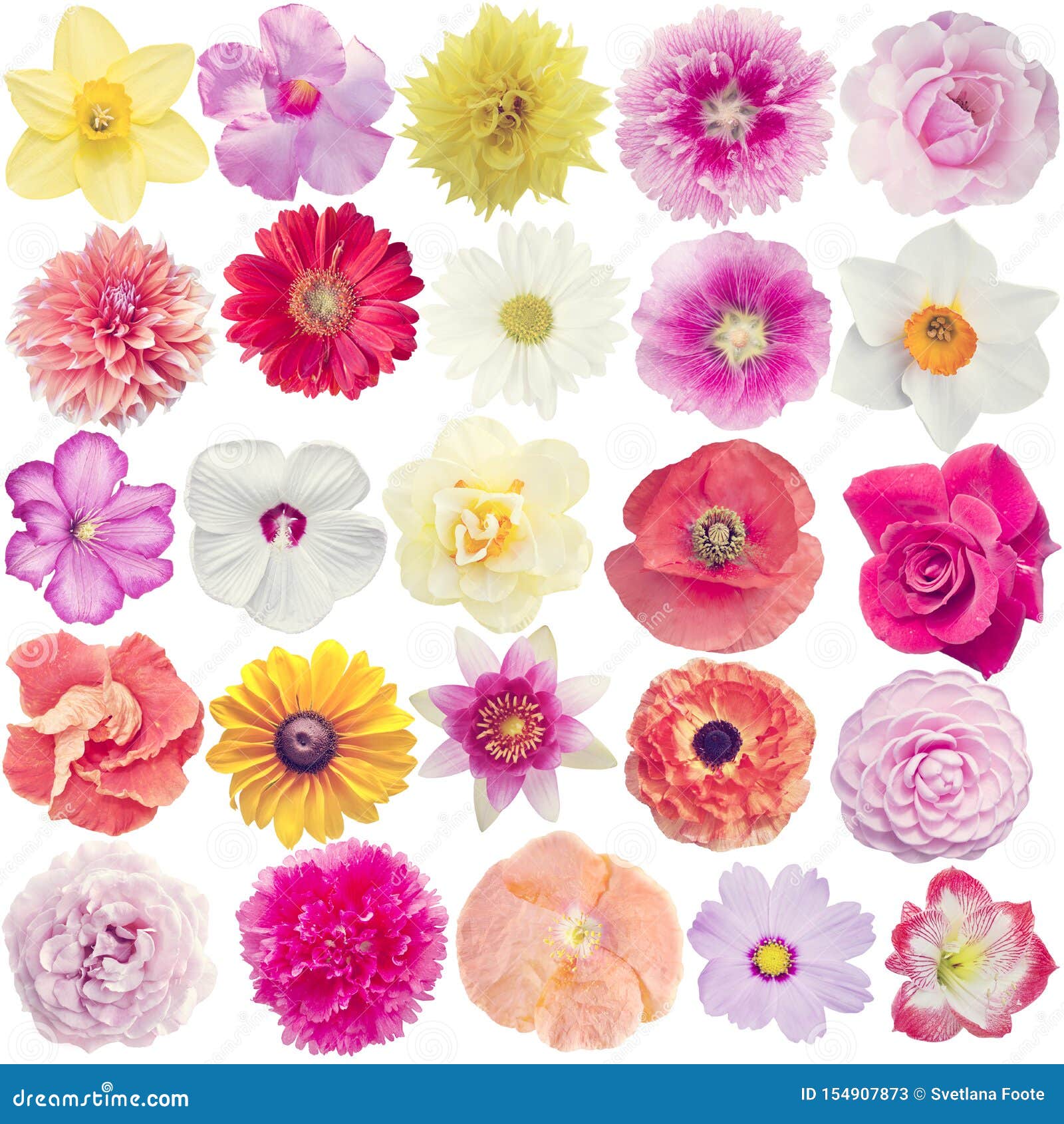 Many Different Flowers Isolated on White Stock Image - Image of bloom ...