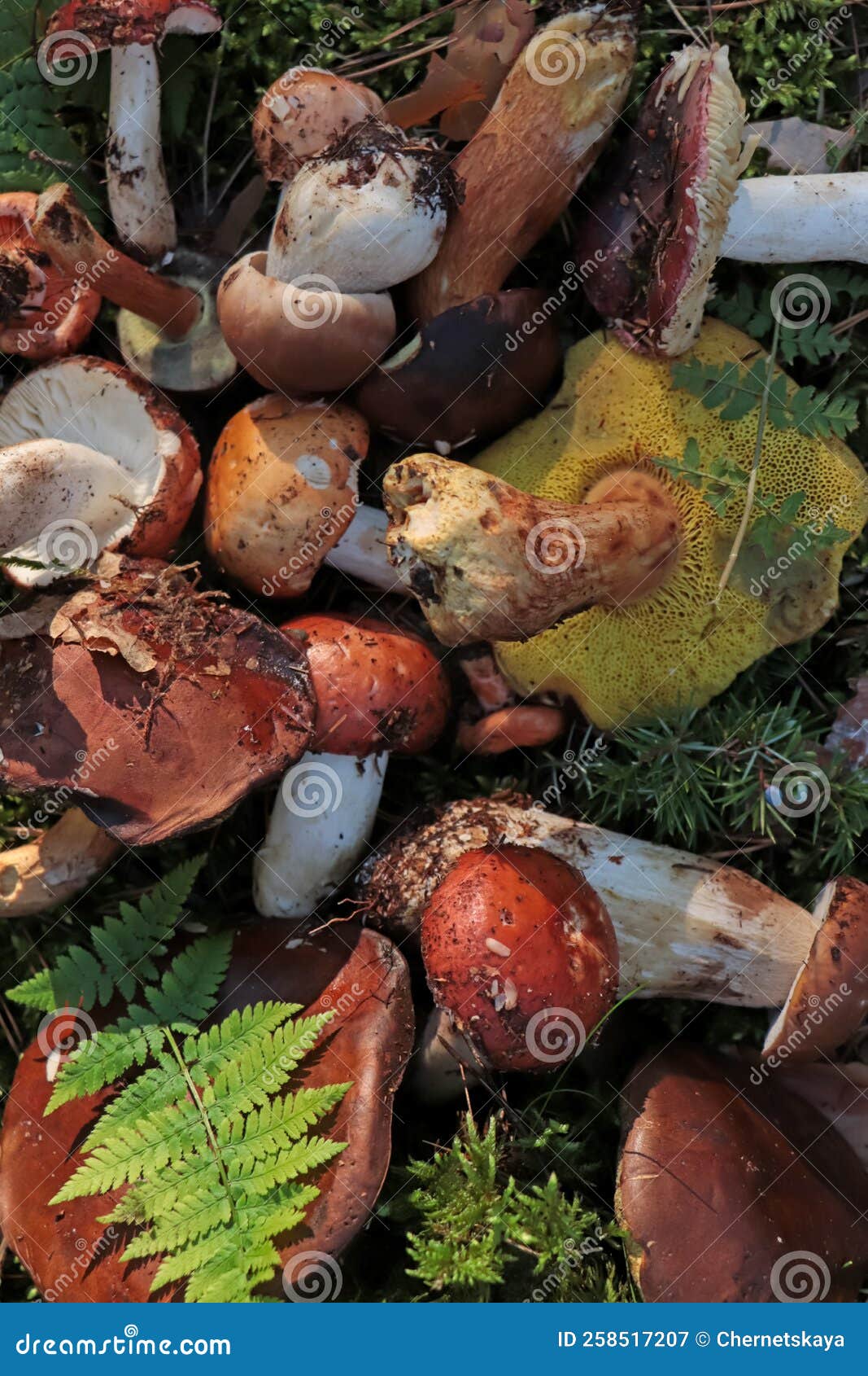 Many Different Fresh Forest Mushrooms on Grass, Top View Stock Image ...