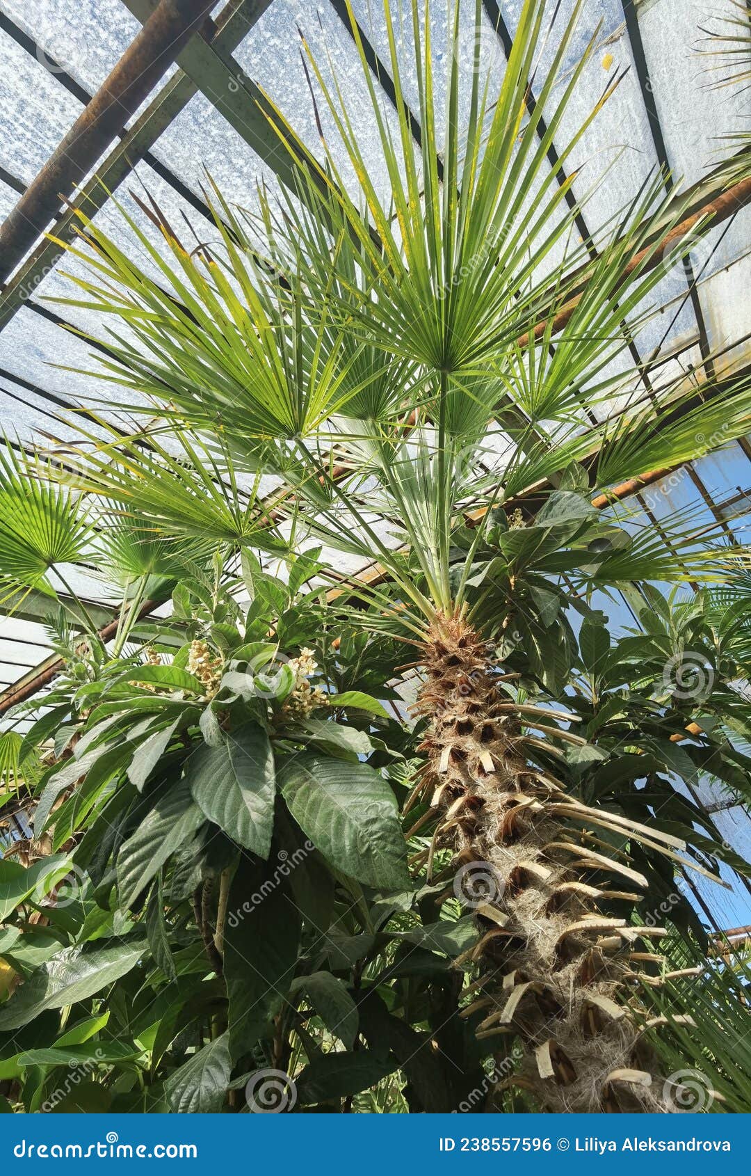 Many Different Green Plants in the Botanical Garden Building Stock ...