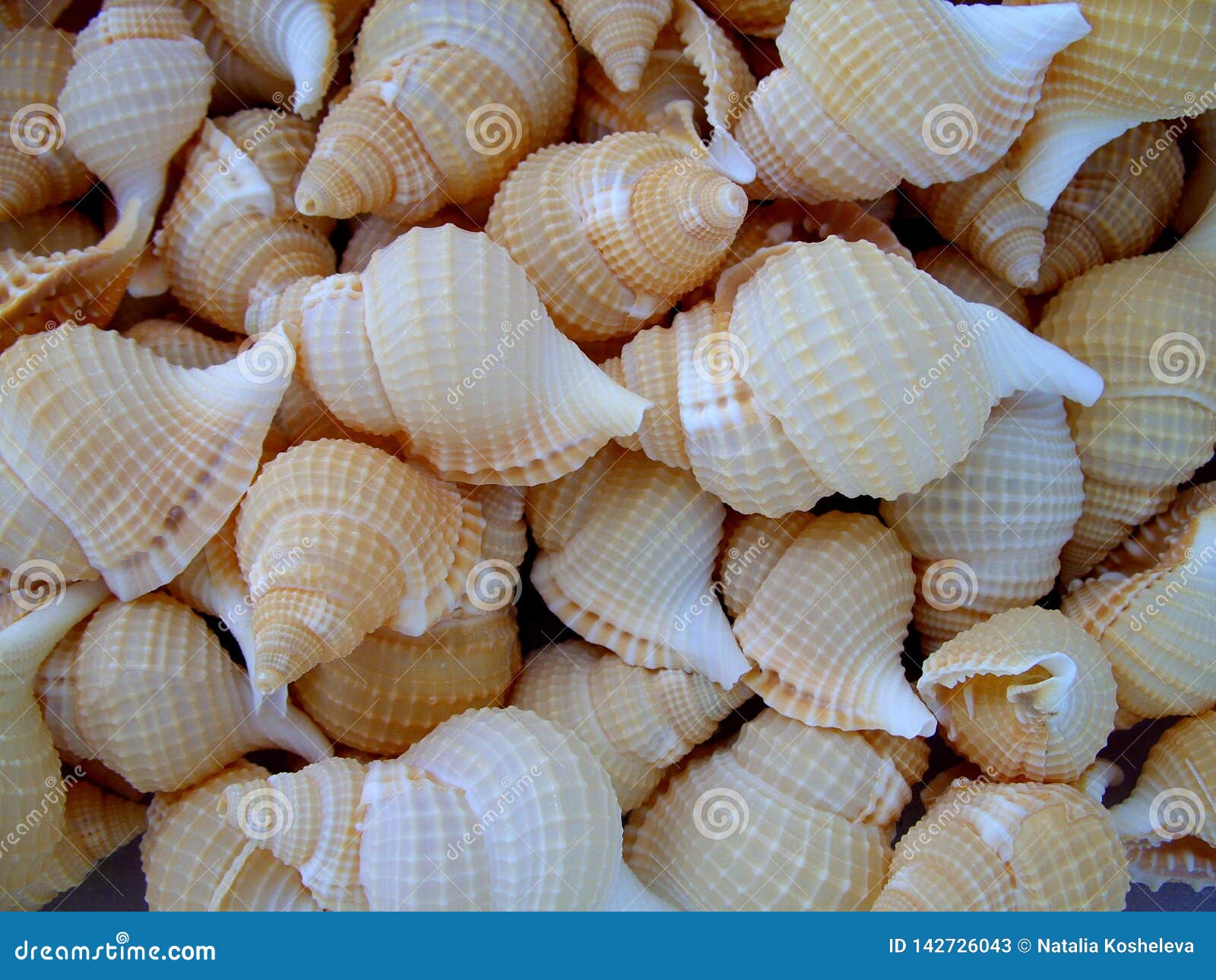 Different Little Beautiful Shells Stock Image - Image of seashell ...