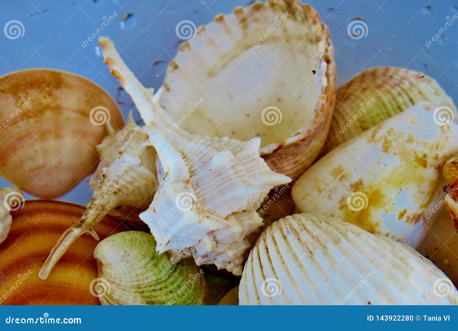 Many Different Little Seashells in Water with Different Patterns Stock ...